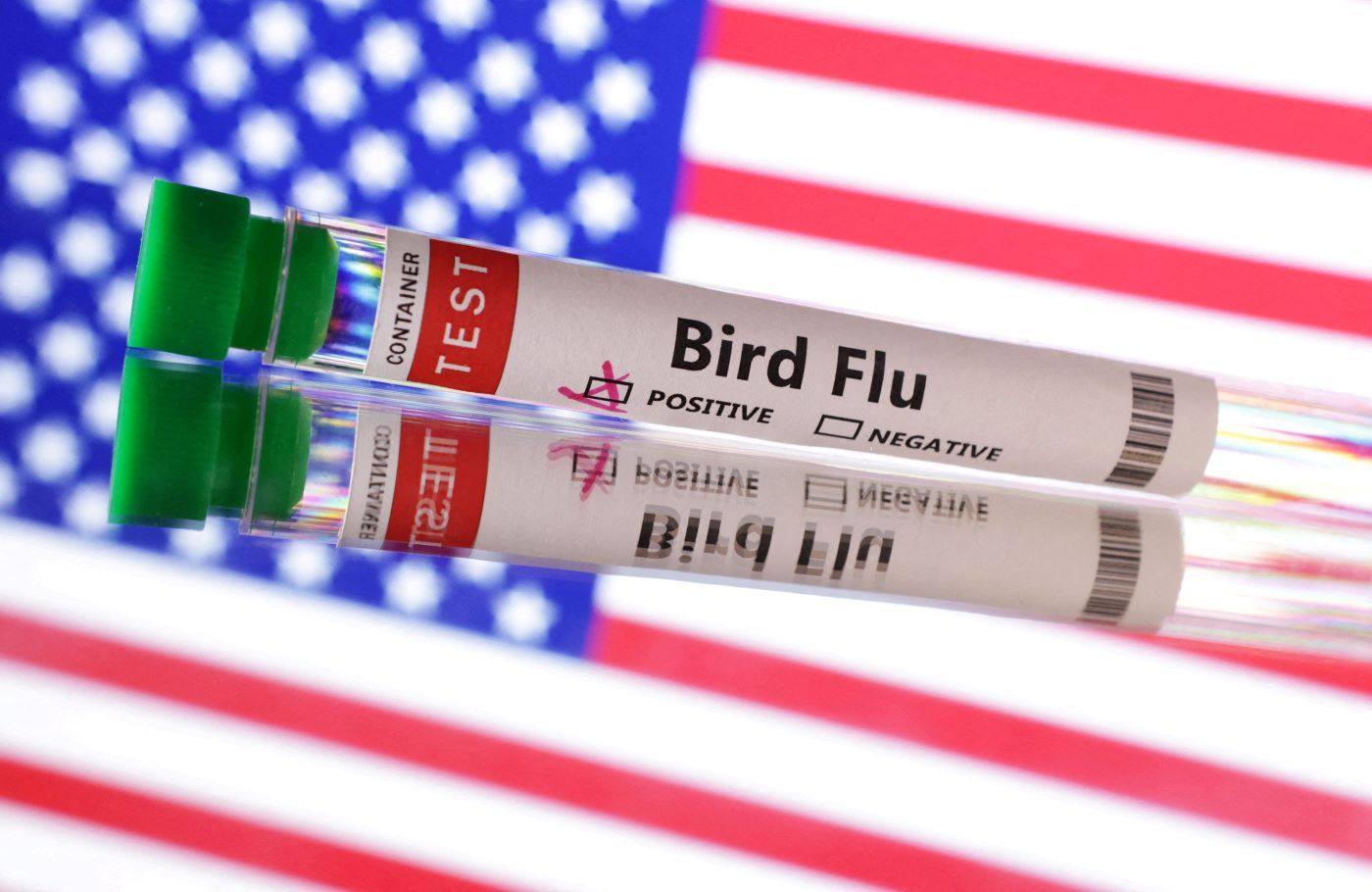 Pasteurization may not clear bird flu virus from heavily infected milk